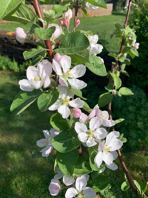 Epletre Obst Blumen - Kostenloses Foto auf Pixabay - Pixabay