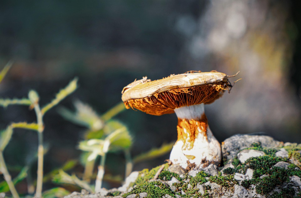Gomba Üzem Mérges - Ingyenes fotó a Pixabay-en - Pixabay