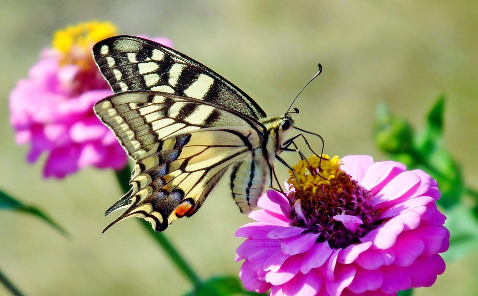 Insecto Mariposa Entomología - Foto gratis en Pixabay
