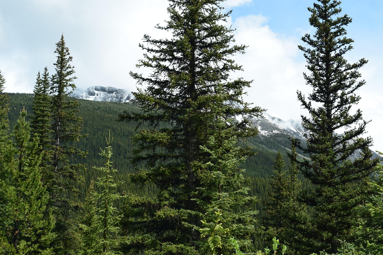 Mountain Forest Trees