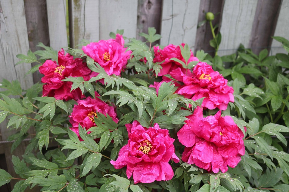 Canada Rose - Photo gratuite sur Pixabay - Pixabay
