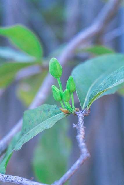 Yellow Mai Flower Buds - Free photo on Pixabay - Pixabay