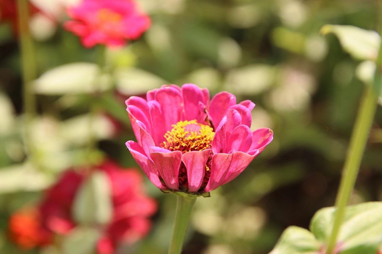 Zinnia Fleur Jardin - Photo gratuite sur Pixabay - Pixabay