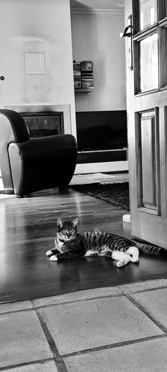 Wohnzimmer Katze Haustier - Kostenloses Foto auf Pixabay - Pixabay