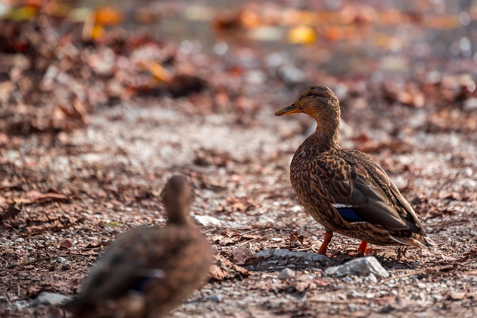 Ducks Birds Waterfowls Water - Free photo on Pixabay - Pixabay