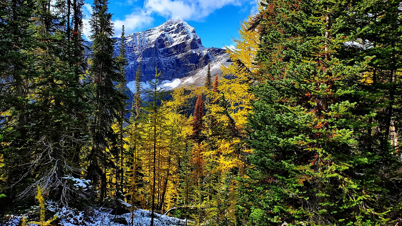 Banff River Forest - Free photo on Pixabay - Pixabay