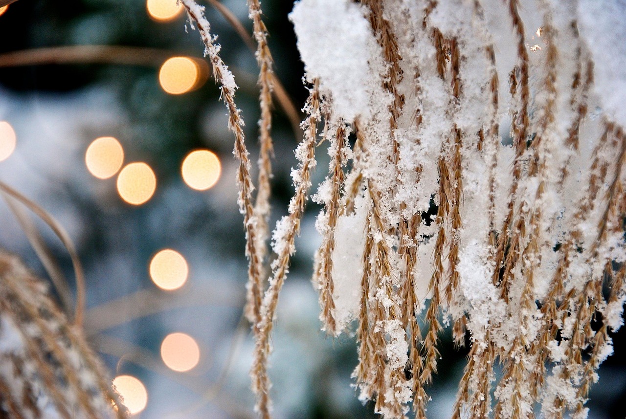 Winter Frost Snow - Free photo on Pixabay - Pixabay Winter Frost Snow - Free photo on Pixabay - Pixabay