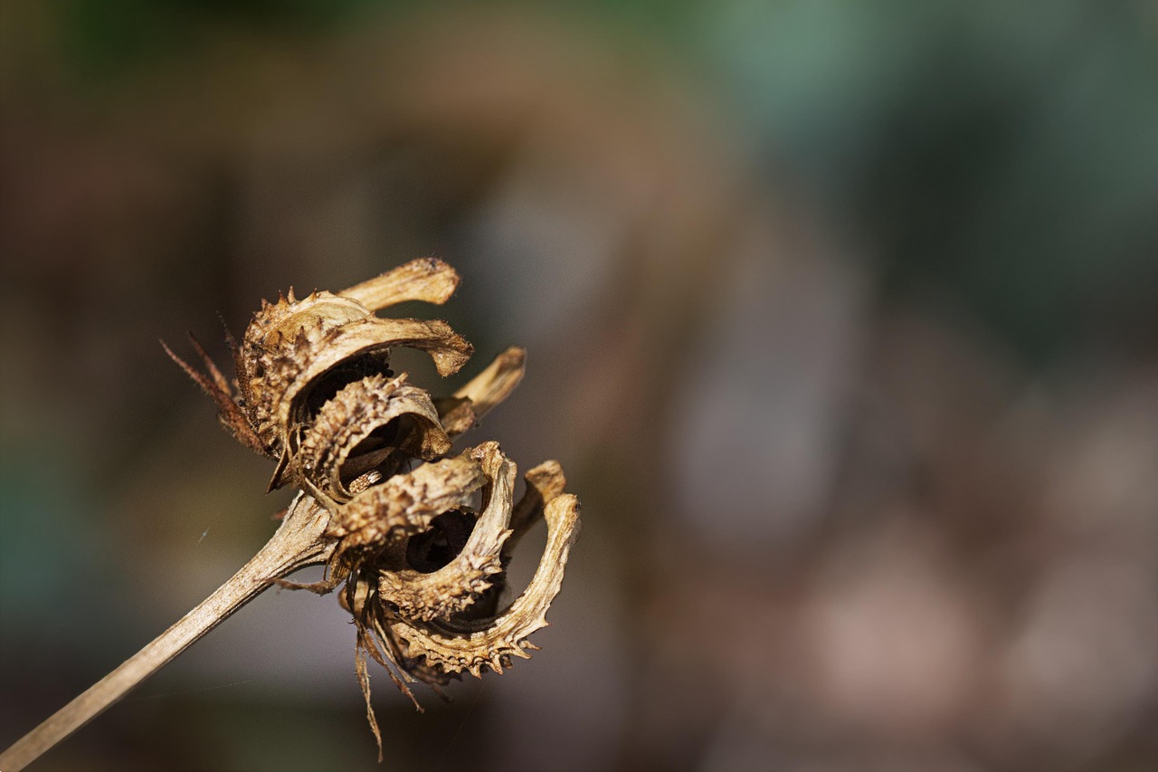 Dried Marigold Seed Pod - Free photo on Pixabay - Pixabay