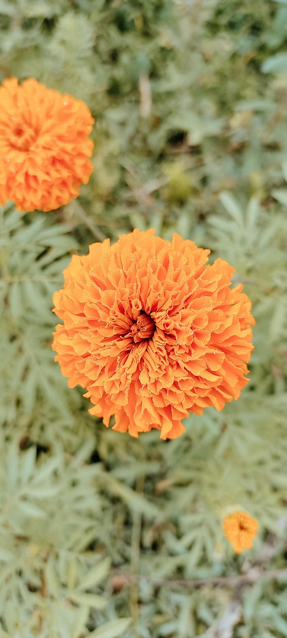 Marigold Orange Bunga Kebun Musim - Foto gratis di Pixabay - Pixabay
