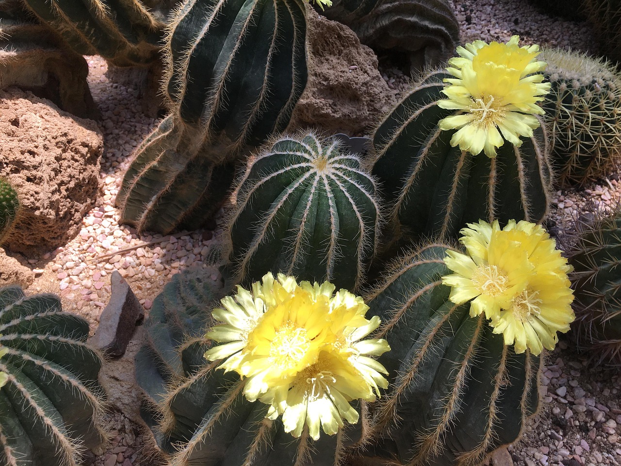 Cactus Fleur - Photo gratuite sur Pixabay - Pixabay