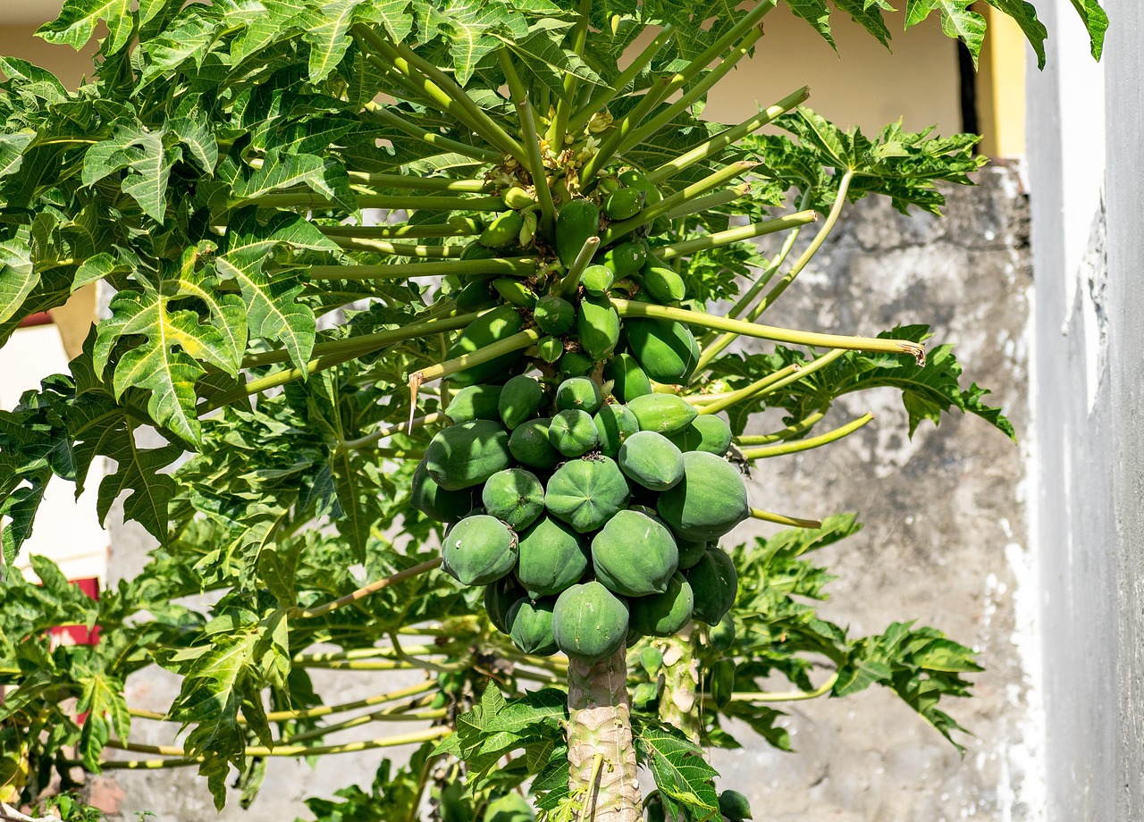 plante-de-papaye-des-fruits-photo-gratuite-sur-pixabay-pixabay