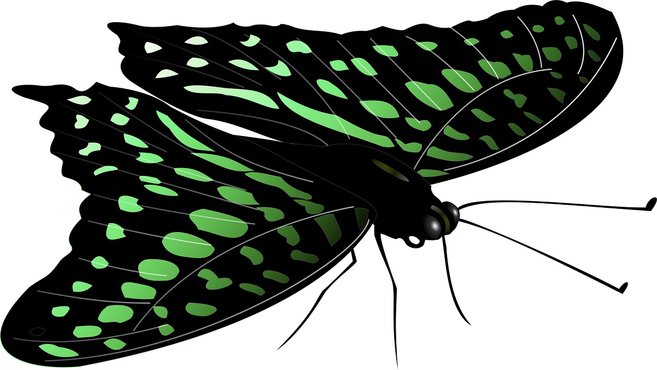 Download Butterfly, Insect, Graphics. Royalty-Free Stock Illustration ...