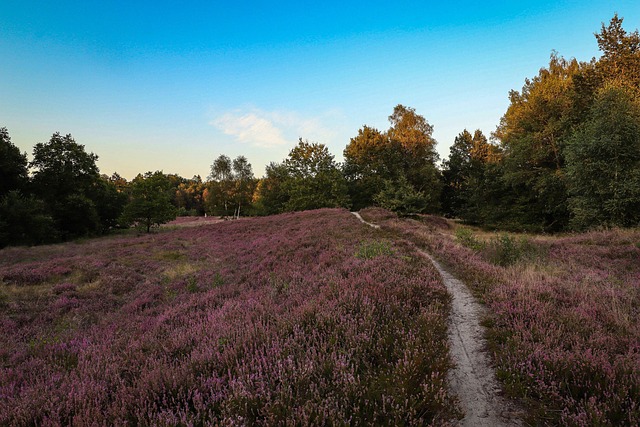 Fleurs De Bruyère Prairie - Photo gratuite sur Pixabay - Pixabay