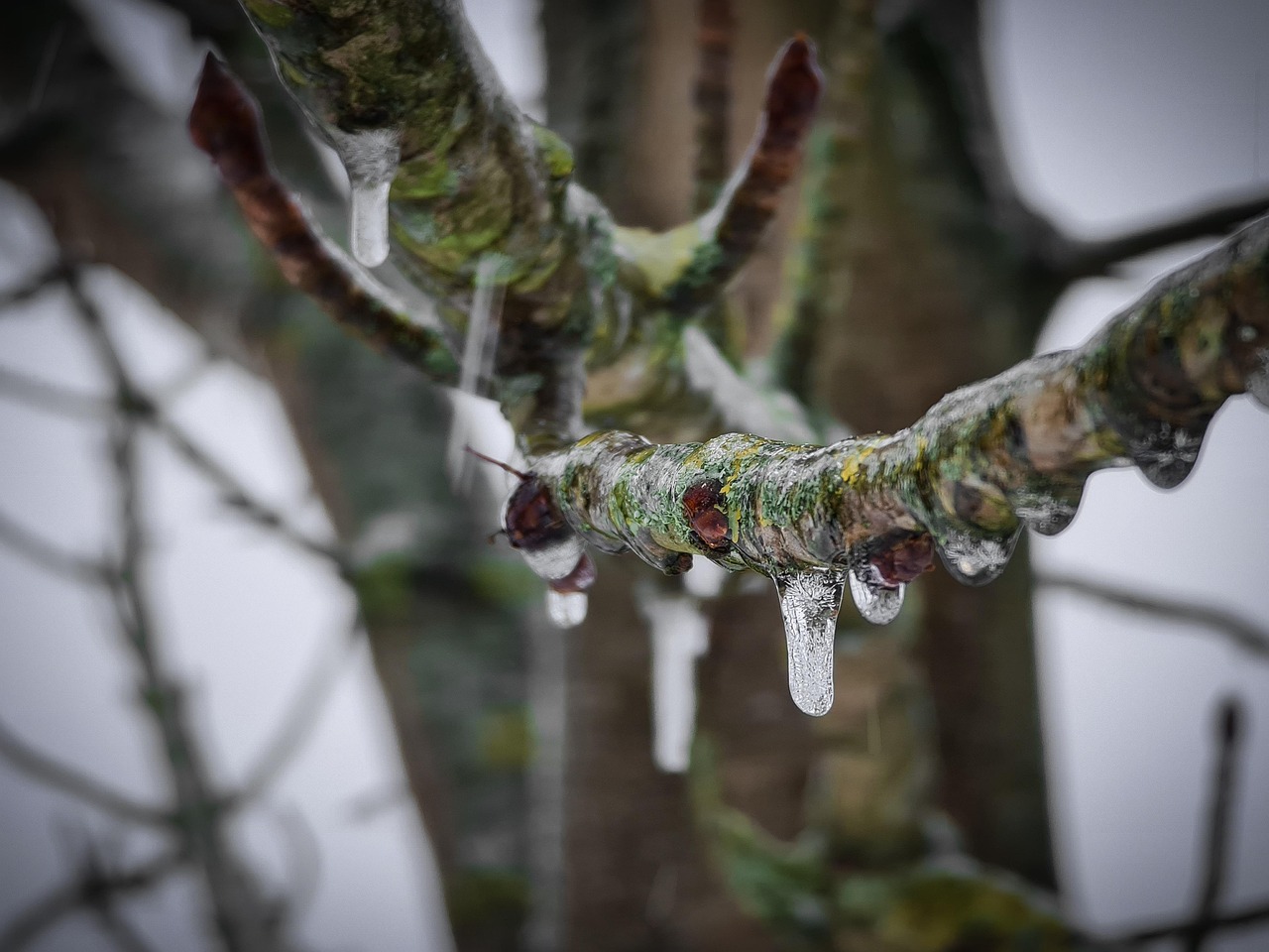 Branch Icicles Winter - Free photo on Pixabay