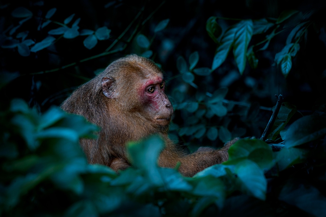 Monkey Animal Stump-Tailed Macaque - Free photo on Pixabay