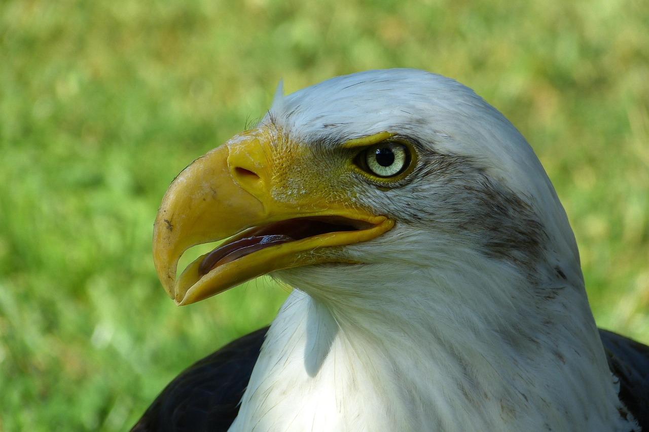 Eagle Bird Animal - Free photo on Pixabay - Pixabay