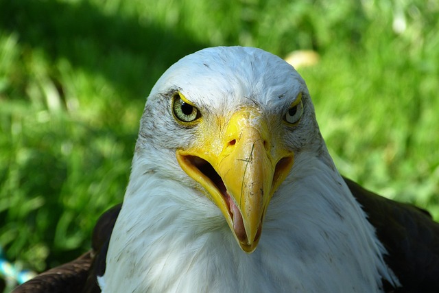 Eagle Bird Animal - Free photo on Pixabay