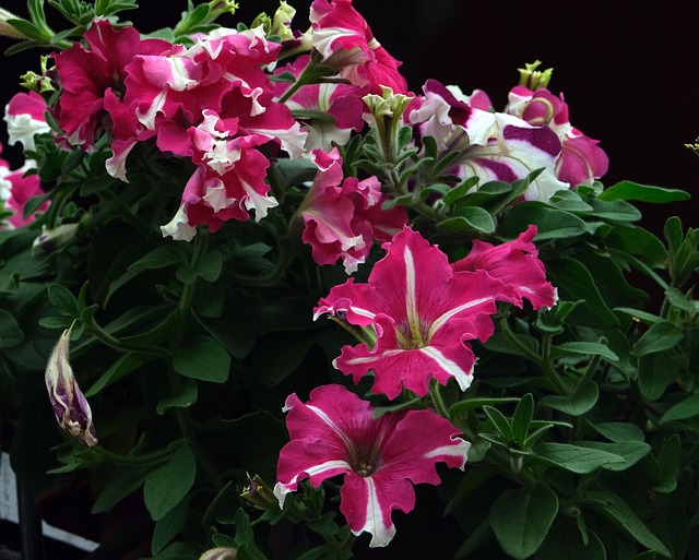 Flor Petunia Flora - Foto gratis en Pixabay
