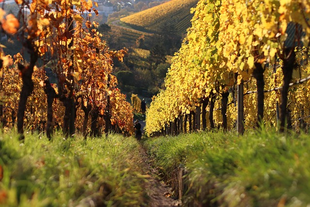 Vineyard Grapevines Fall - Free photo on Pixabay - Pixabay
