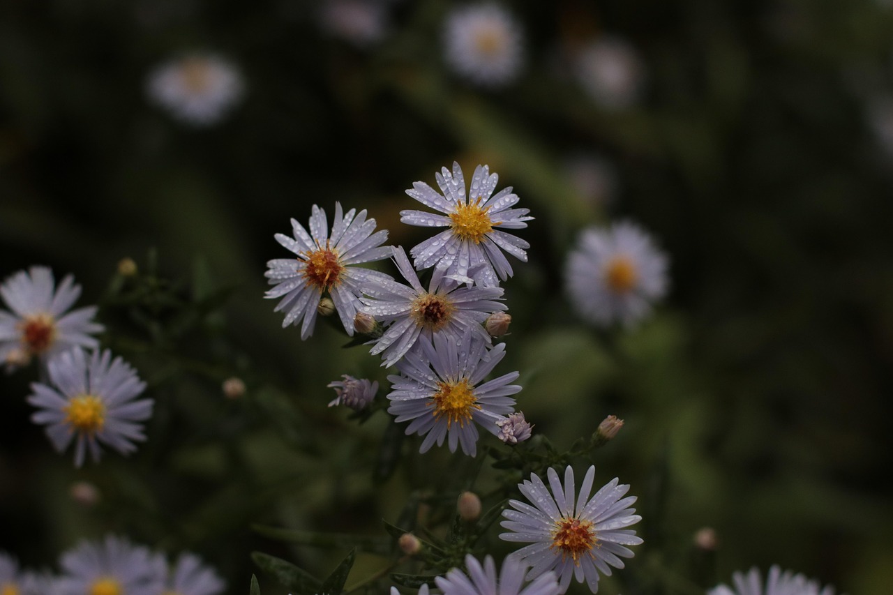 Kamomilla Kukat Valkoiset - Ilmainen valokuva Pixabayssa - Pixabay