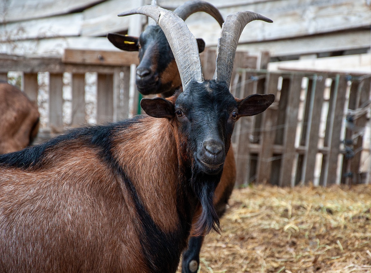 Animal Chèvre Mammifère - Photo gratuite sur Pixabay - Pixabay