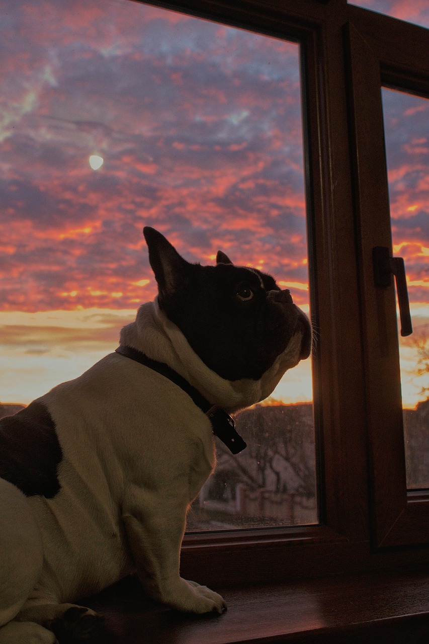 Dog Animal Bulldog Frank - Free photo on Pixabay