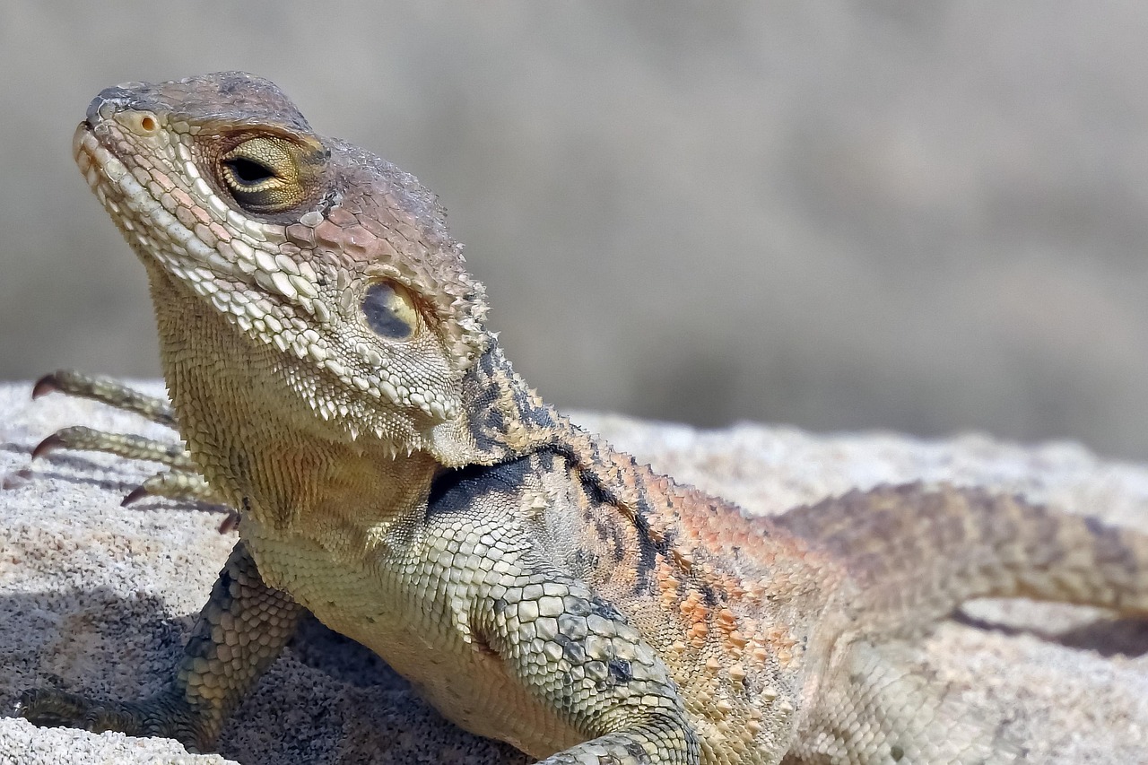 Lagarto Stellagama Animal - Foto gratuita no Pixabay - Pixabay