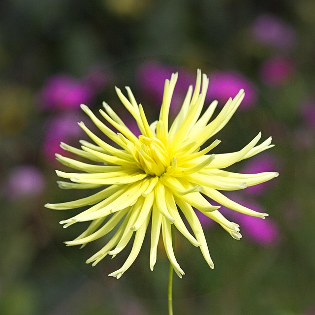 Blume Blüte Botanik - Kostenloses Foto auf Pixabay - Pixabay