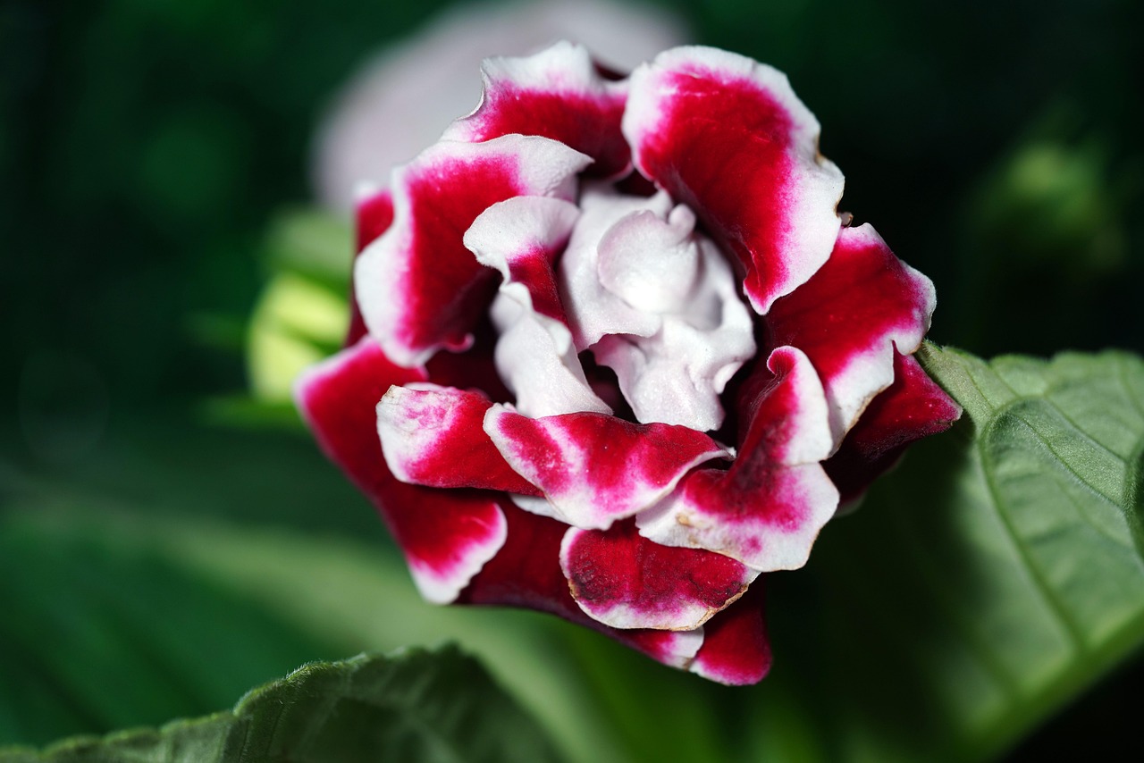 60+ Free Gloxinia & Nature Images - Pixabay