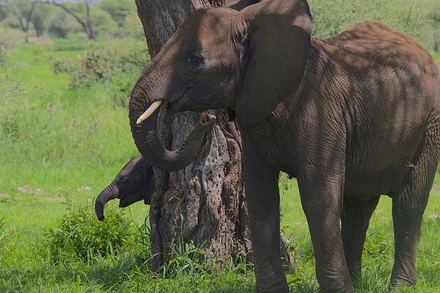 Animal Elephant Pachyderm - Free photo on Pixabay - Pixabay