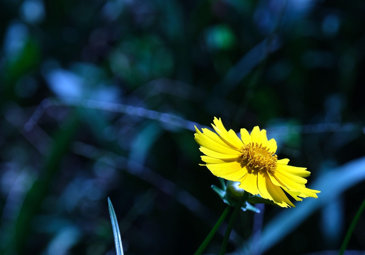 Fleur Flore Coréopsis À Feuilles - Photo gratuite sur Pixabay - Pixabay
