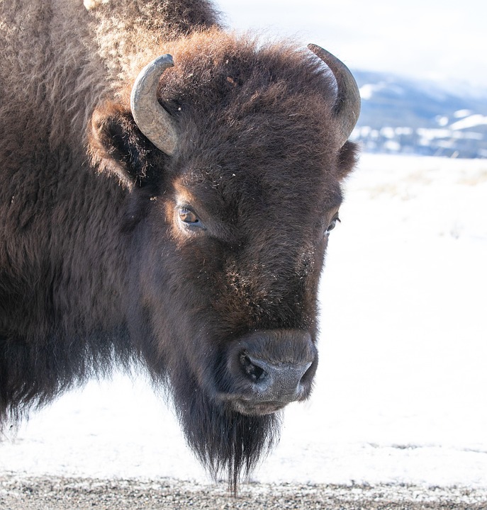 Animal Bison Wildlife - Free photo on Pixabay - Pixabay