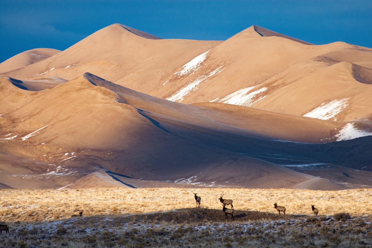 Elk Nature Wildlife - Free photo on Pixabay - Pixabay