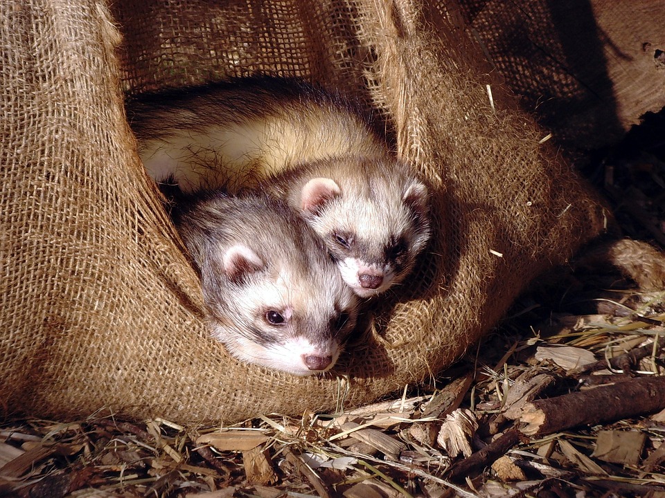 Ferret Mustela Putorius Furo - Free photo on Pixabay - Pixabay