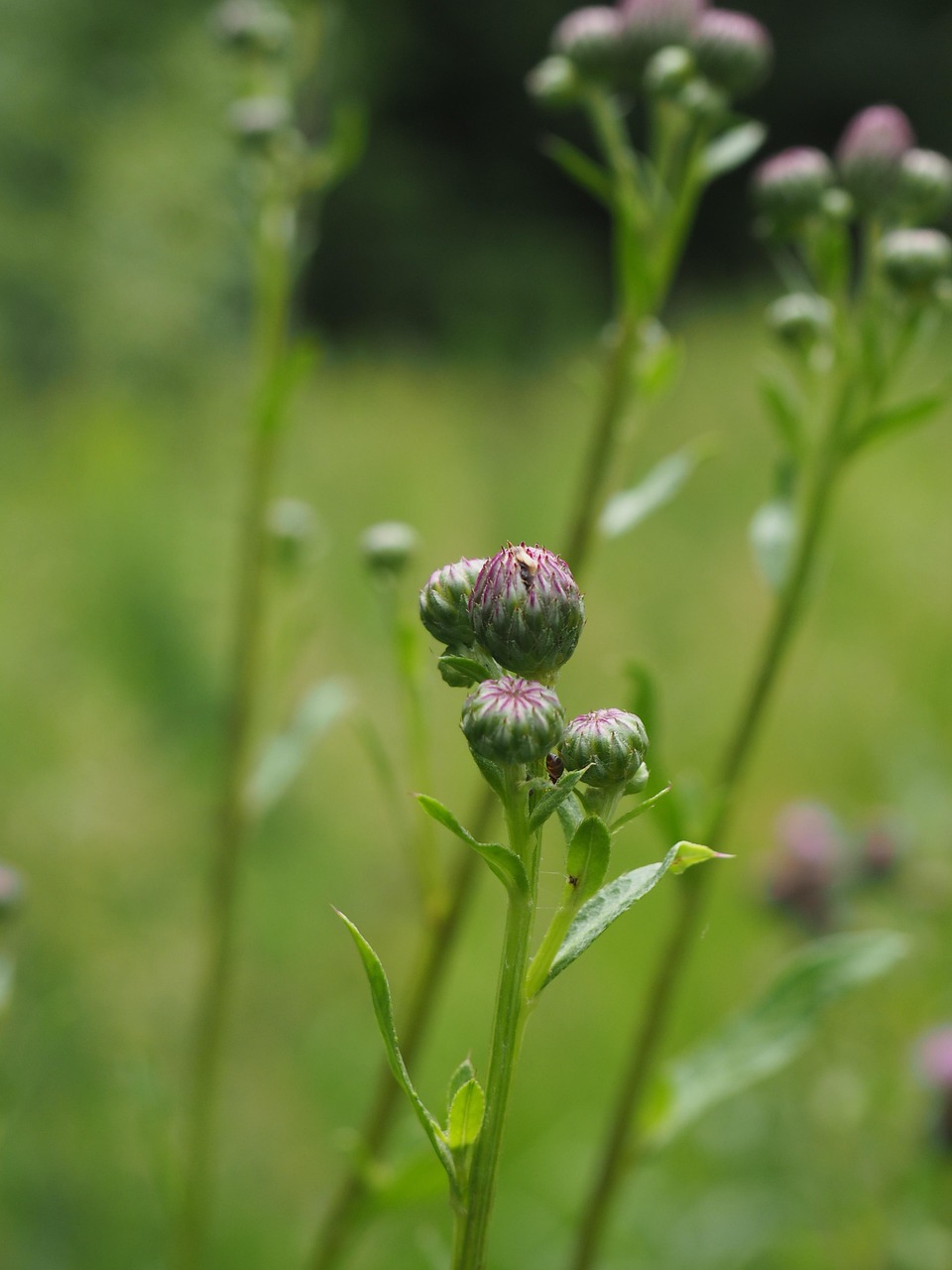 Flower Buds Wildflowers Flowers - Free photo on Pixabay - Pixabay