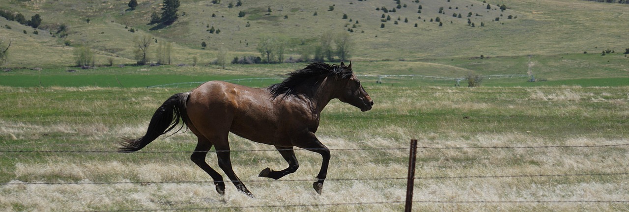Gallop Horse Montana - Free photo on Pixabay