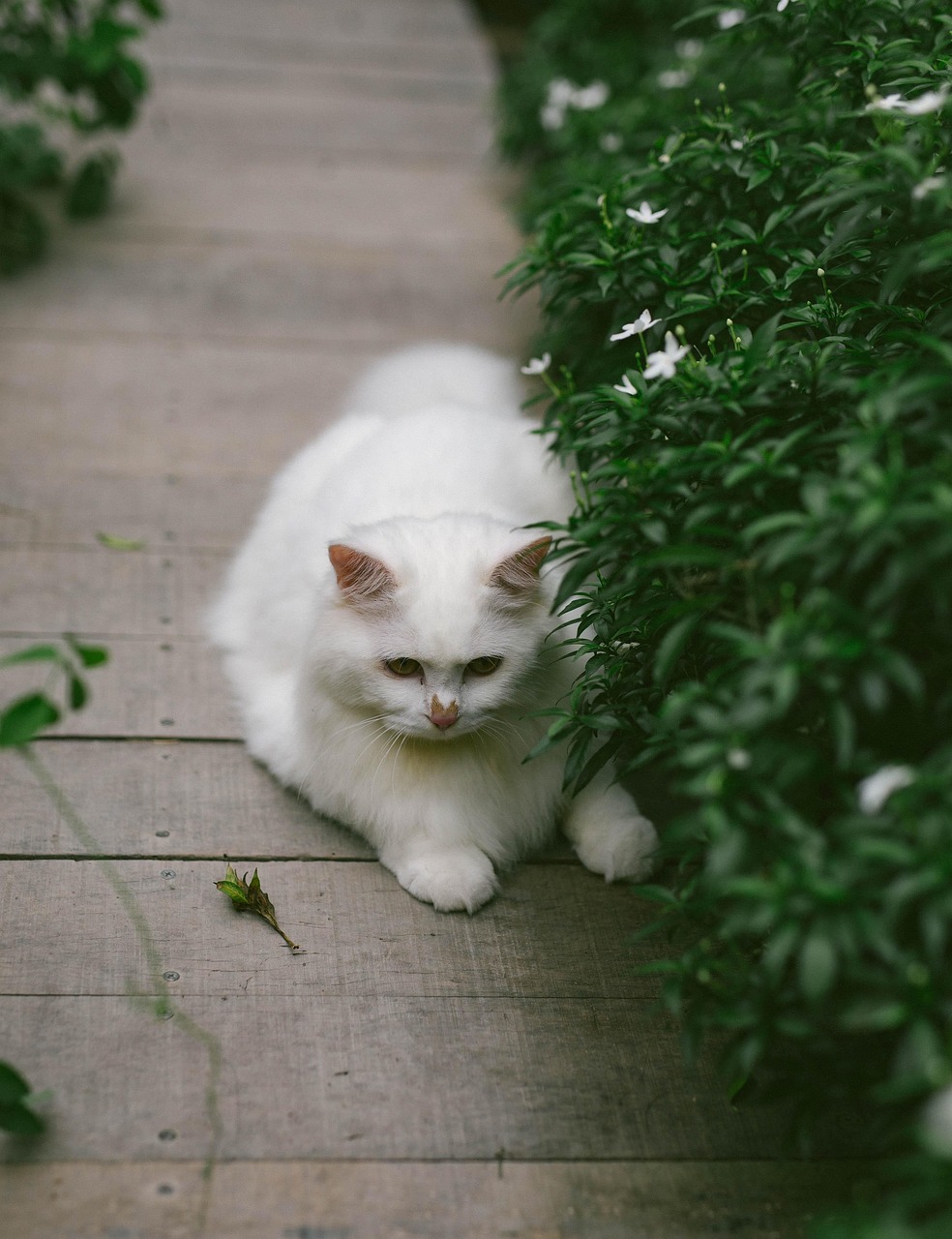 Animal Gato Felino - Foto gratuita no Pixabay - Pixabay