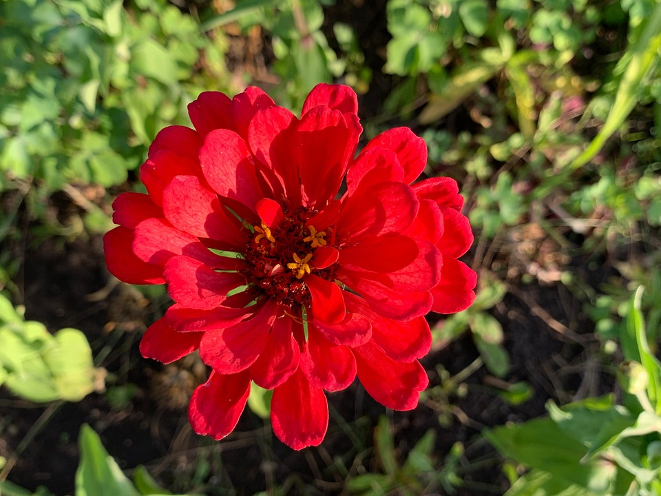 Gerbera Blume Rot Die - Kostenloses Foto auf Pixabay - Pixabay