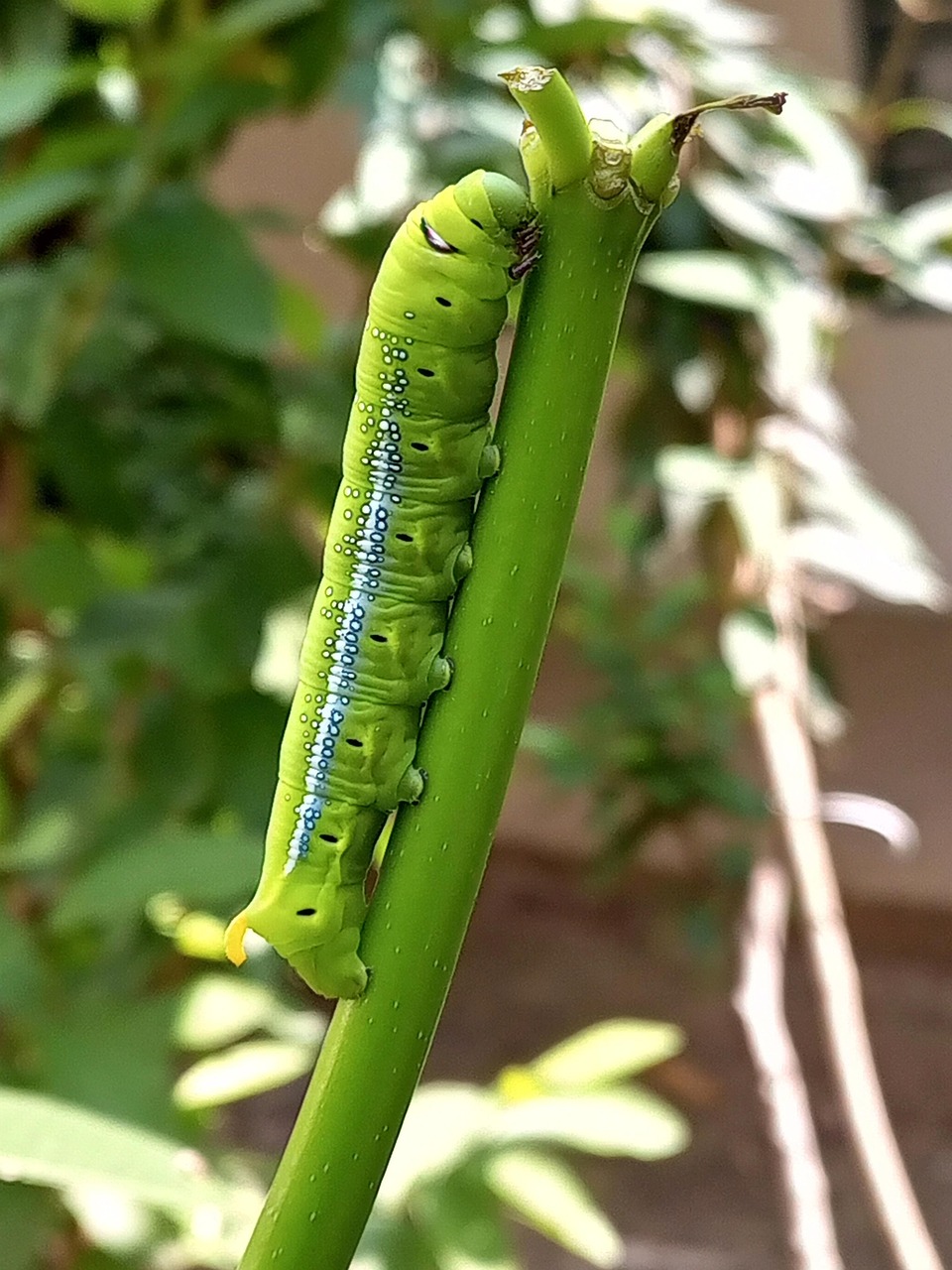Más de 100 imágenes gratis de Lepidoptera (Orugas) y Insecto - Pixabay
