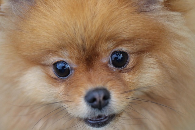 Dog Pet Canine - Free photo on Pixabay - Pixabay