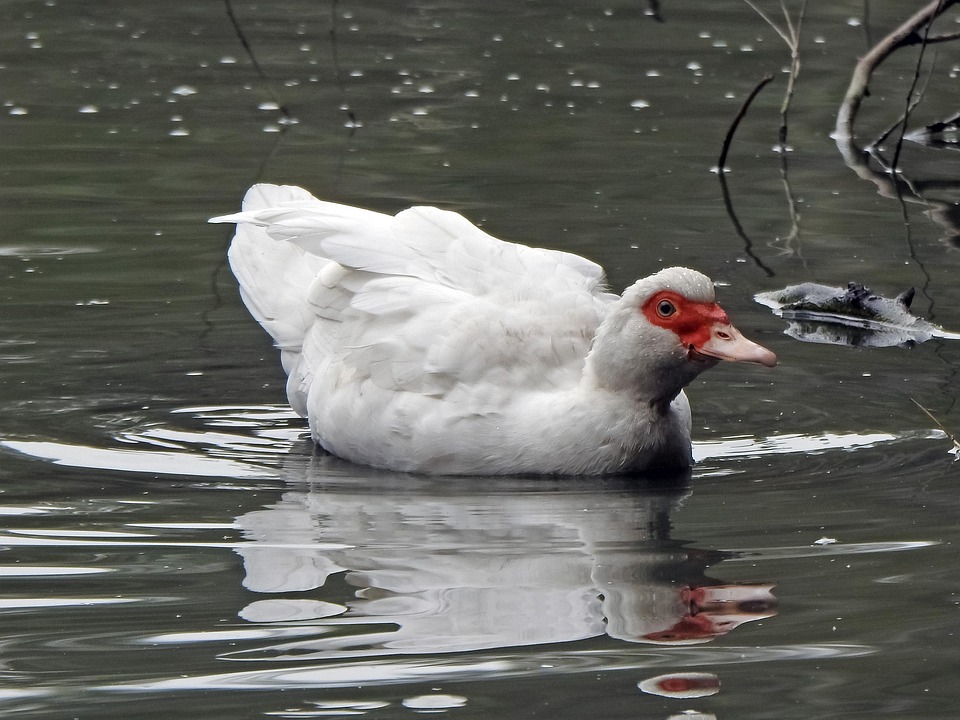 Muscovy Duck Pond - Free photo on Pixabay - Pixabay