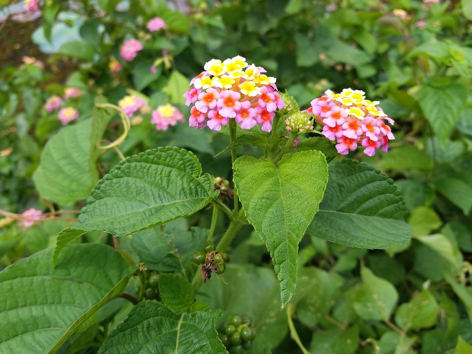 Lantana Camara Gadapana Flor - Foto gratis en Pixabay - Pixabay