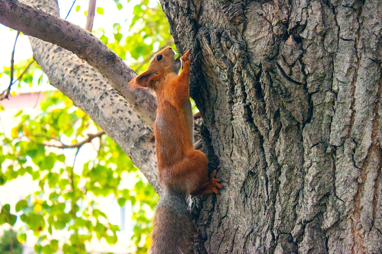 Animal Squirrel Mammal - Free photo on Pixabay - Pixabay