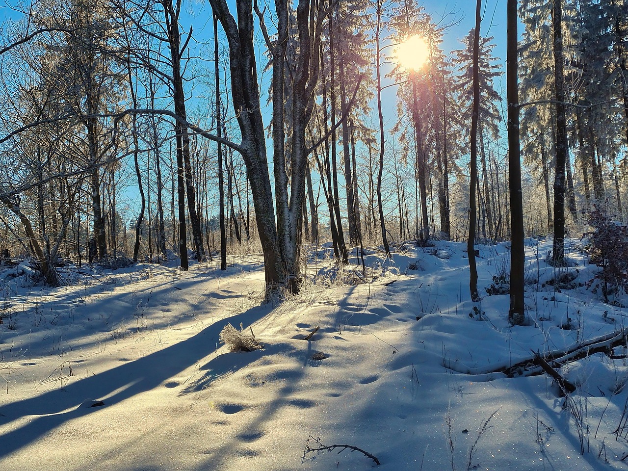 Winterlandschaft Wald Schnee - Kostenloses Foto auf Pixabay - Pixabay