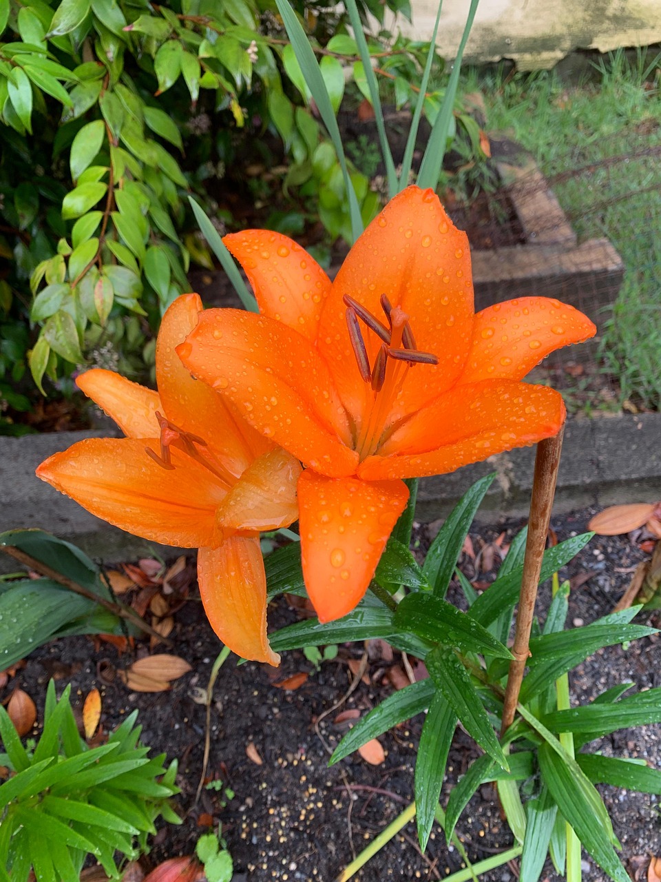 Orange Asiatic Lily Flowers - Free photo on Pixabay - Pixabay