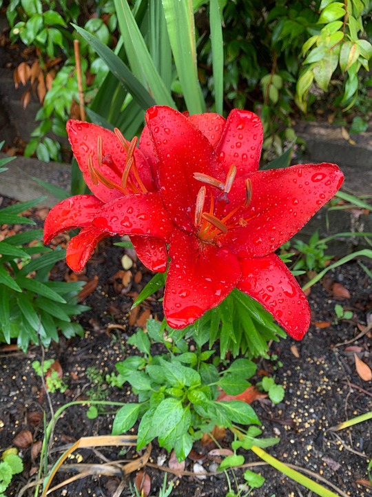 Red Asiatic Lily - Free photo on Pixabay - Pixabay