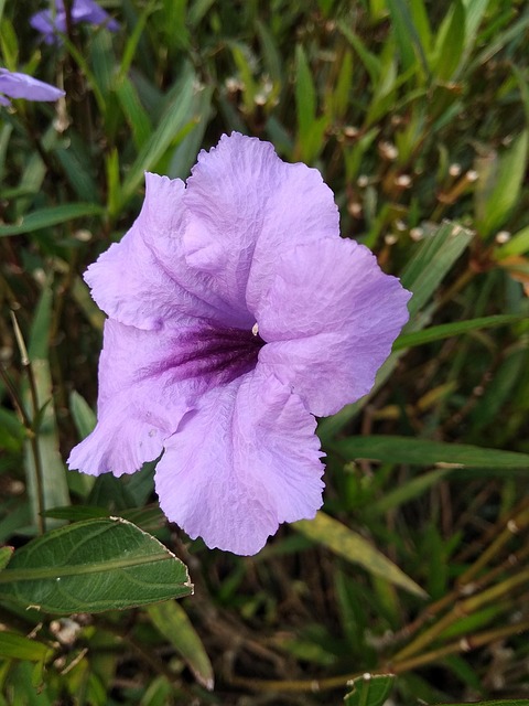 Ruellia Flower Purple - Free photo on Pixabay Ruellia Flower Purple - Free photo on Pixabay