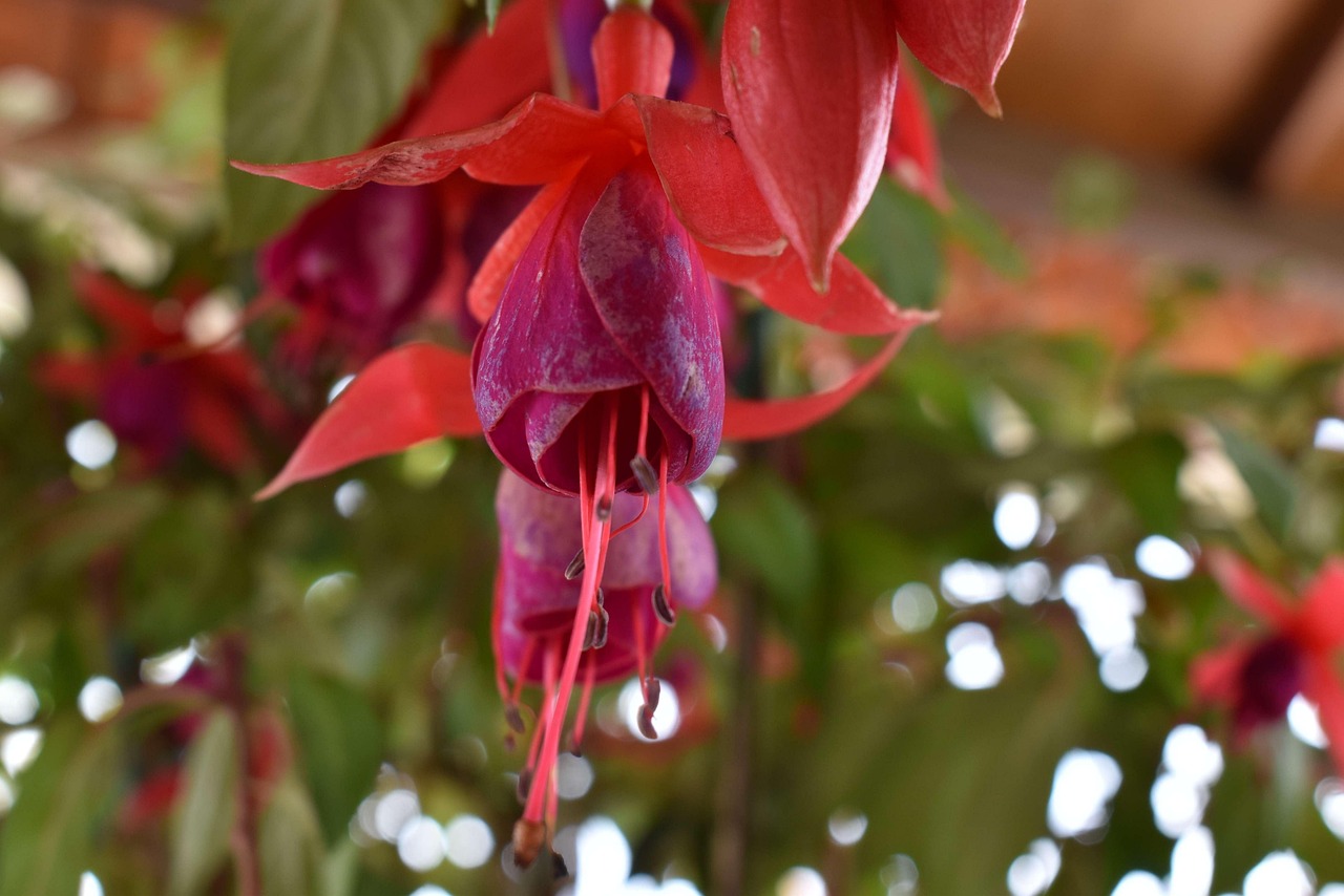 Fleur Fuchsia Fleurir - Photo gratuite sur Pixabay - Pixabay