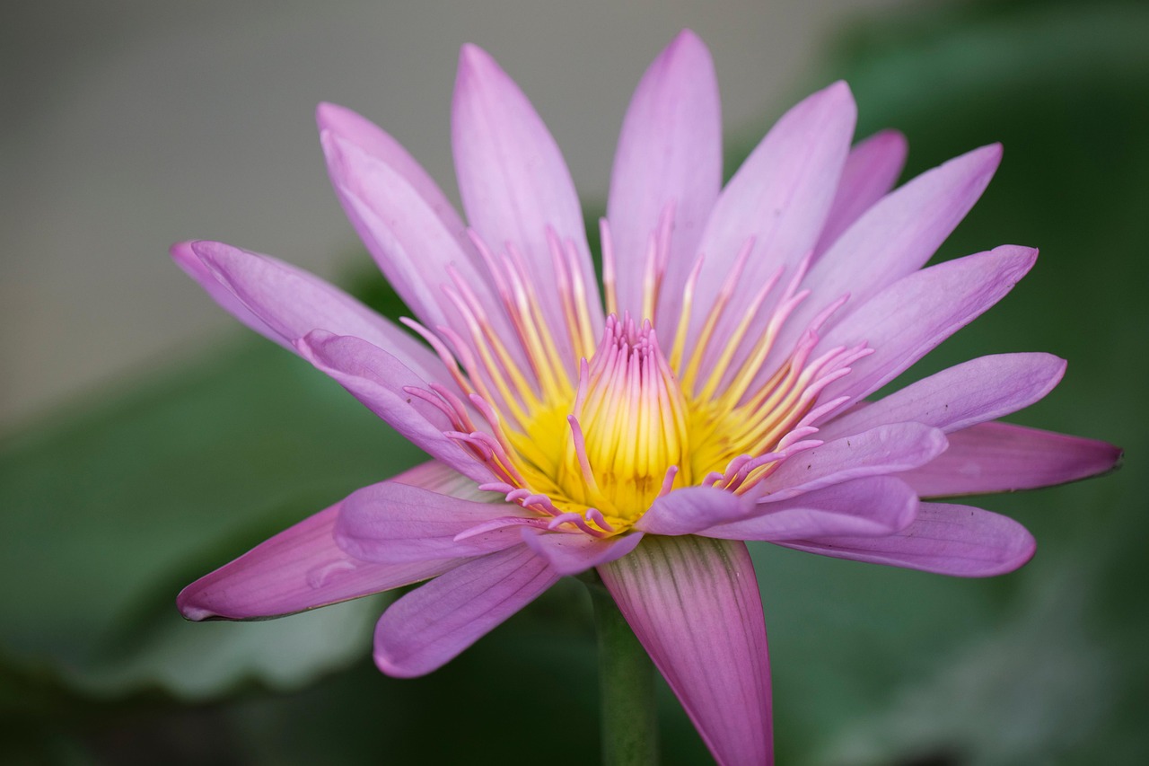 Lotus Flower Pink - Free photo on Pixabay - Pixabay