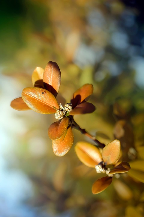 Buchsbaumpflanze Zweig Laub - Kostenloses Foto auf Pixabay